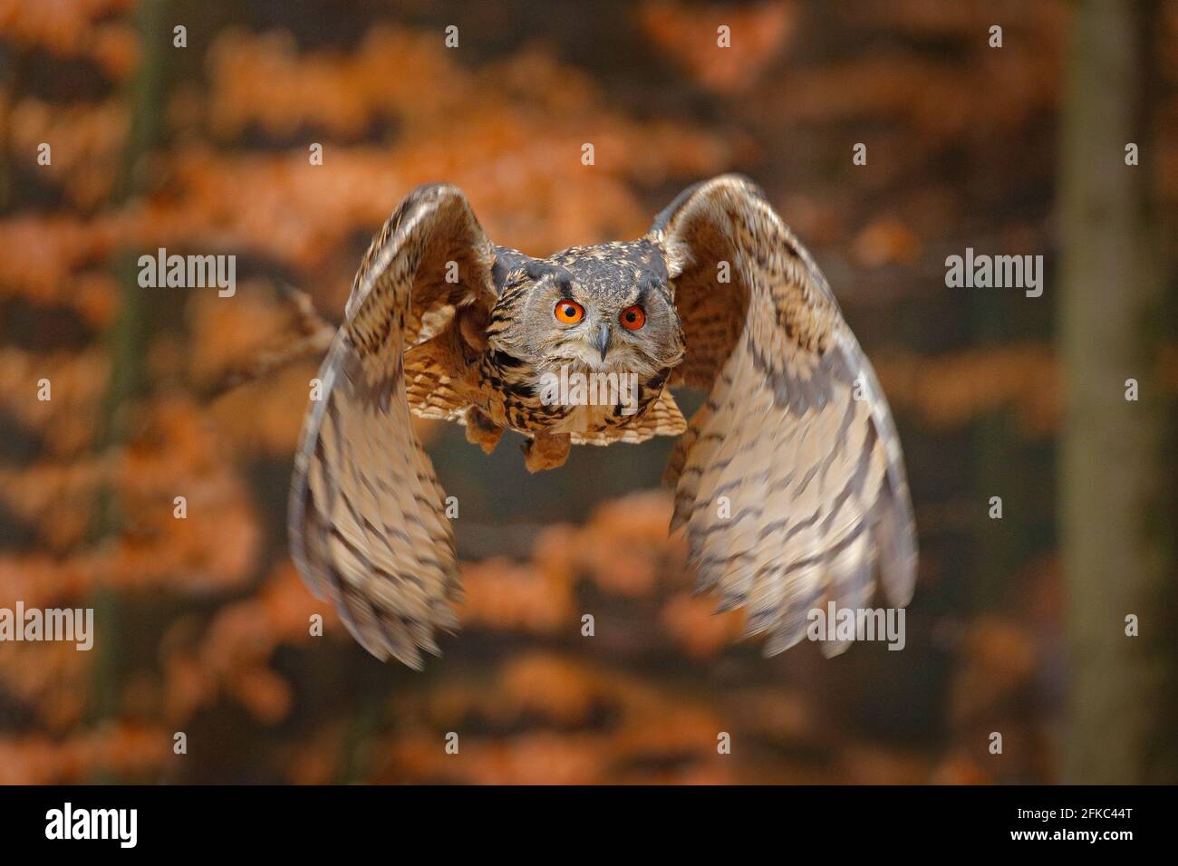 Eurasian Eagle Owl, Bubo bubo, with open wings in flight, forest ...
