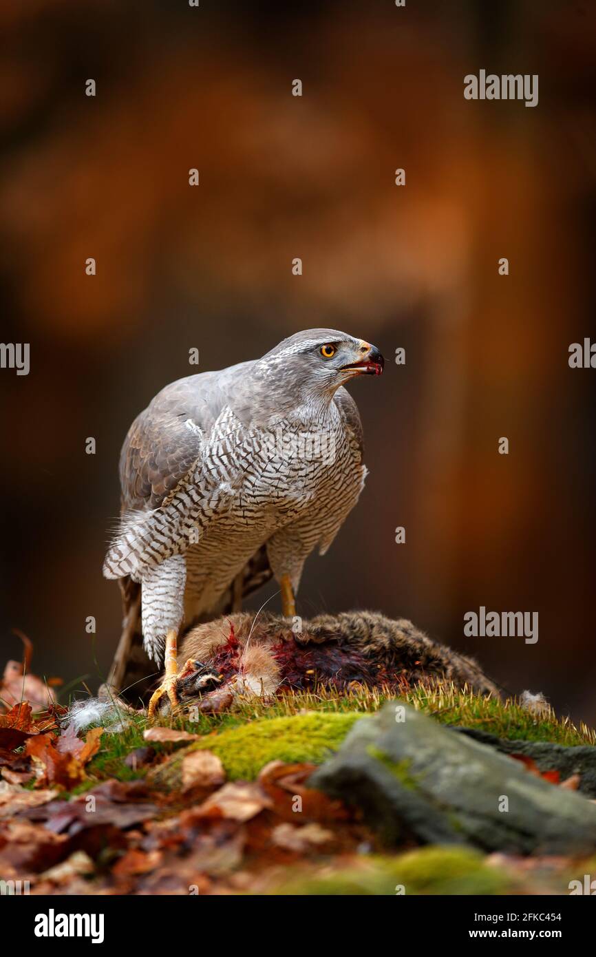 Animal behaviour, wildlife scene from nature. Goshawk in the orange ...