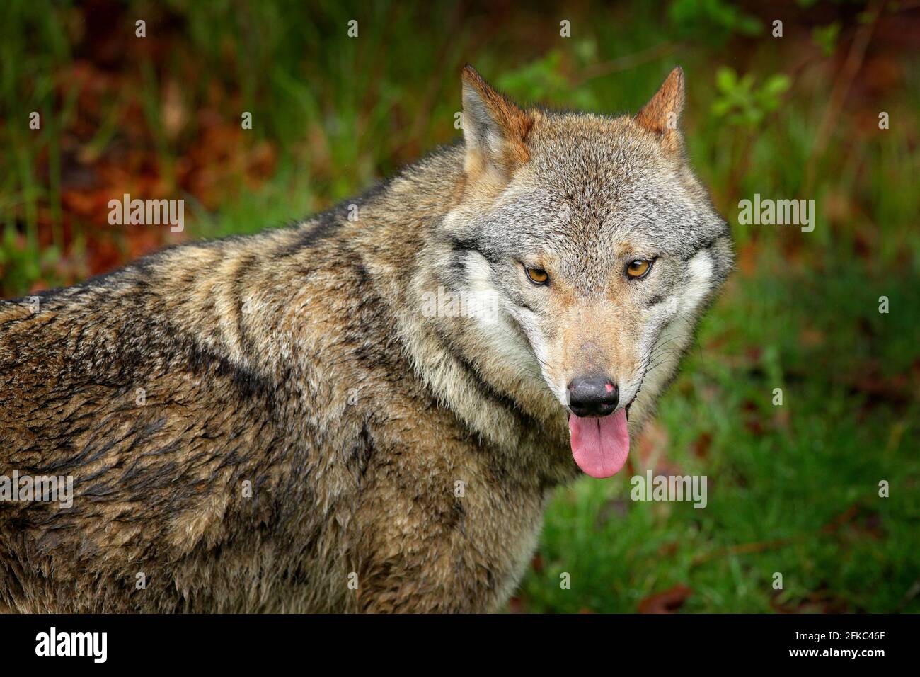 Gray wolf, Canis lupus, in the spring light, in the forest with green ...