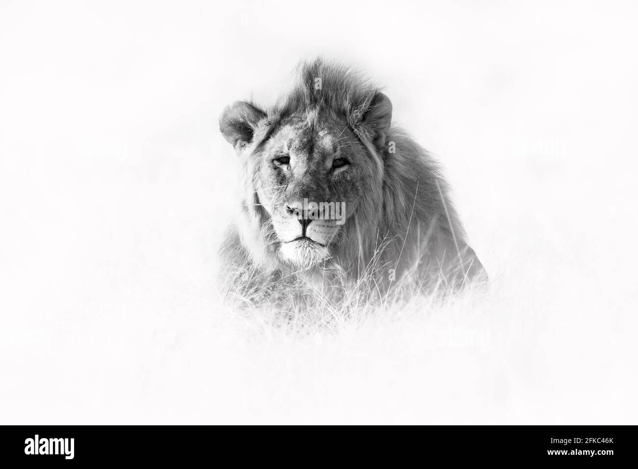 Beautiful portrait lion in Cut Out Stock Images & Pictures - Alamy