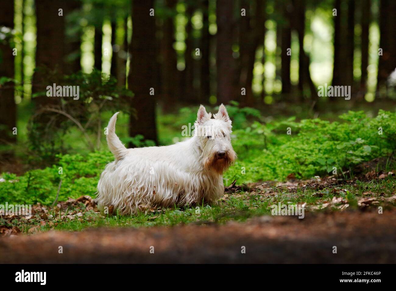White scottish terrier hi-res stock photography and images - Alamy