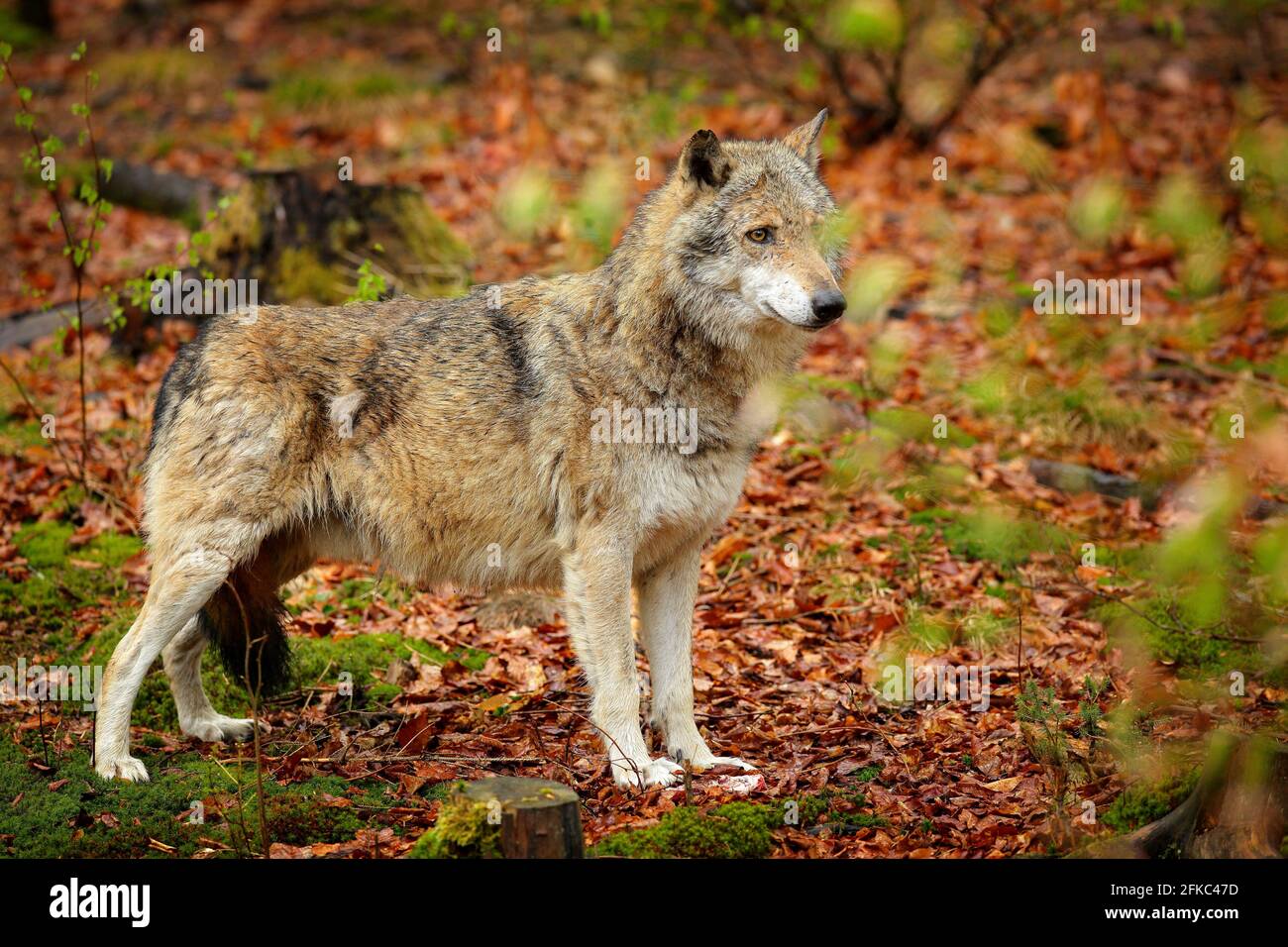 Gray wolf, Canis lupus, in the spring light, in the forest with green ...