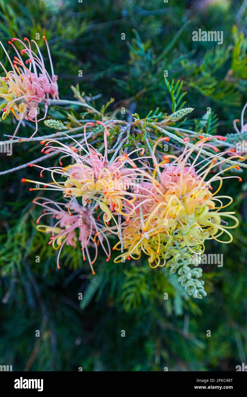 Grevillea plant colorful Stock Photo - Alamy