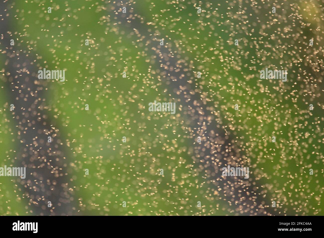 Midge flies hi-res stock photography and images - Alamy