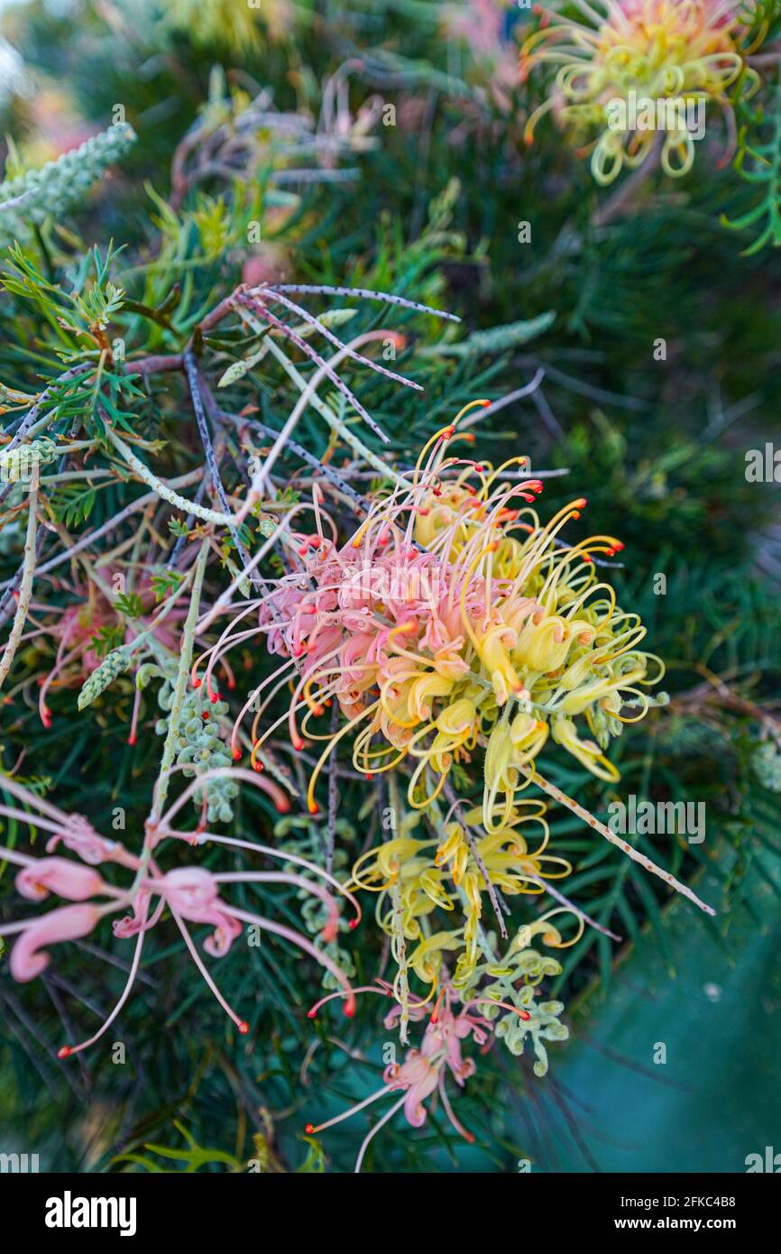 Grevillea plant colorful Stock Photo - Alamy