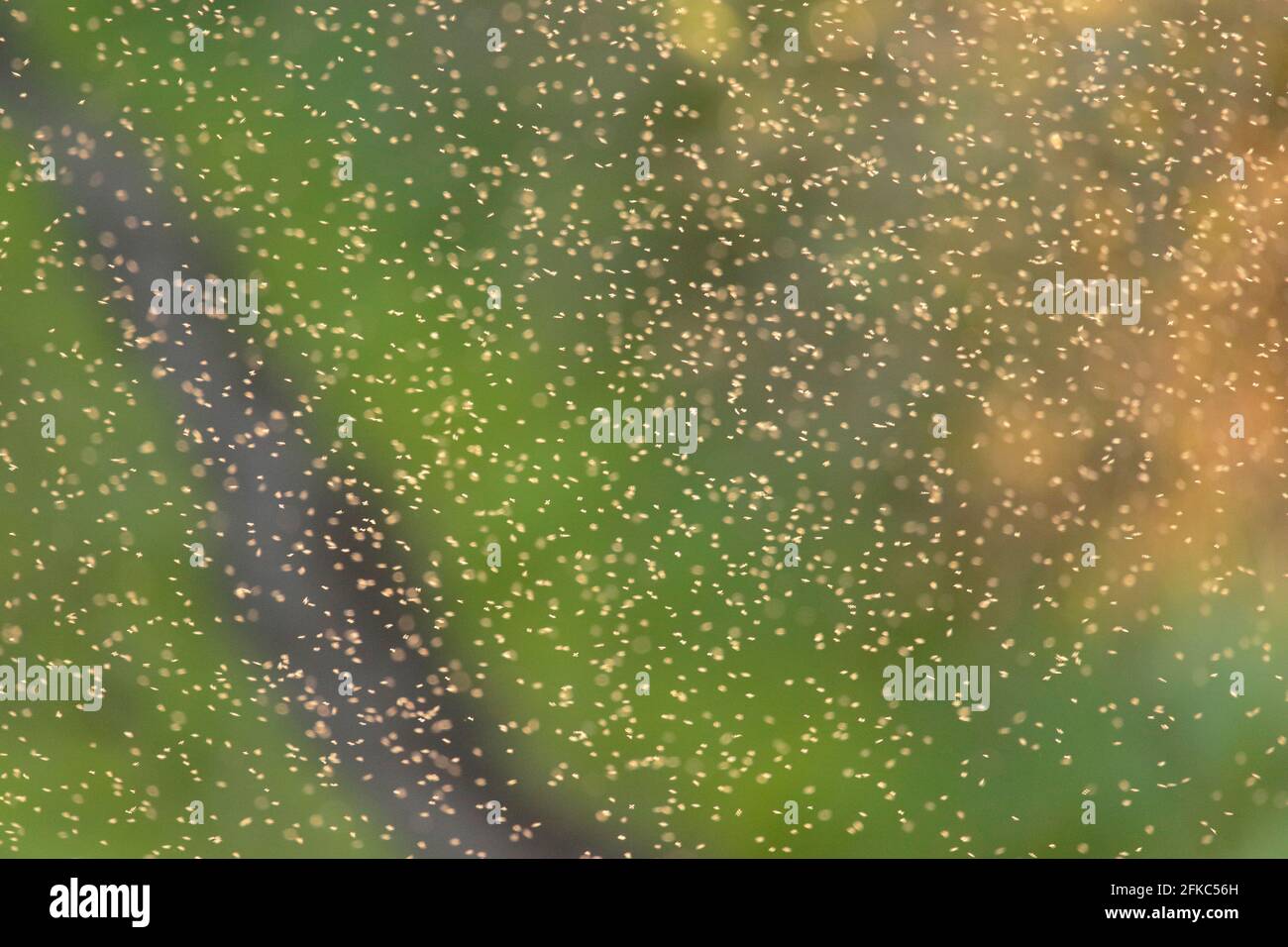 Midge flies hi-res stock photography and images - Alamy