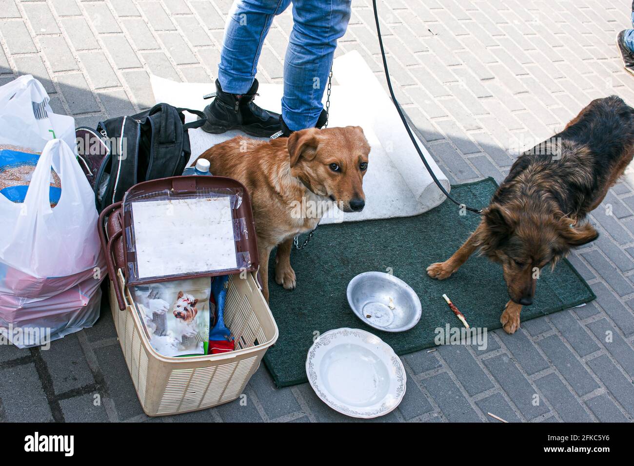Dog donation box hi-res stock photography and images - Alamy