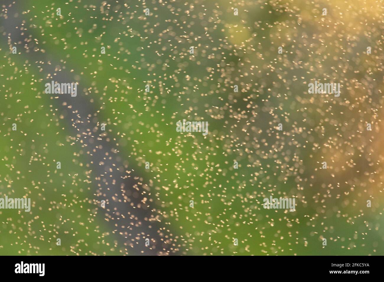 Backlit flies hi-res stock photography and images - Alamy