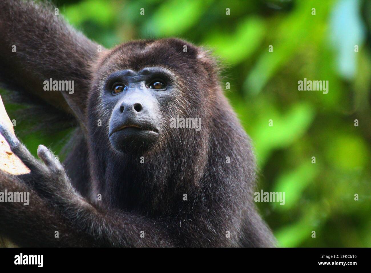 Howler monkey peru hi-res stock photography and images - Alamy