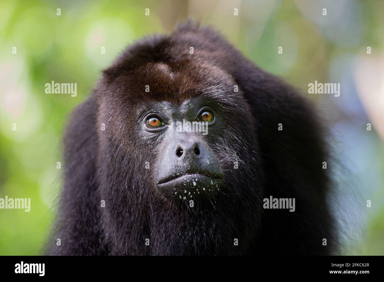 Howler monkey peru hi-res stock photography and images - Alamy