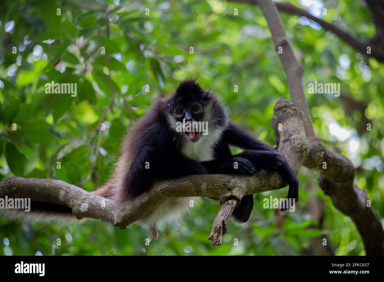 Spider Monkey Mouth Open Stock Photo - Alamy