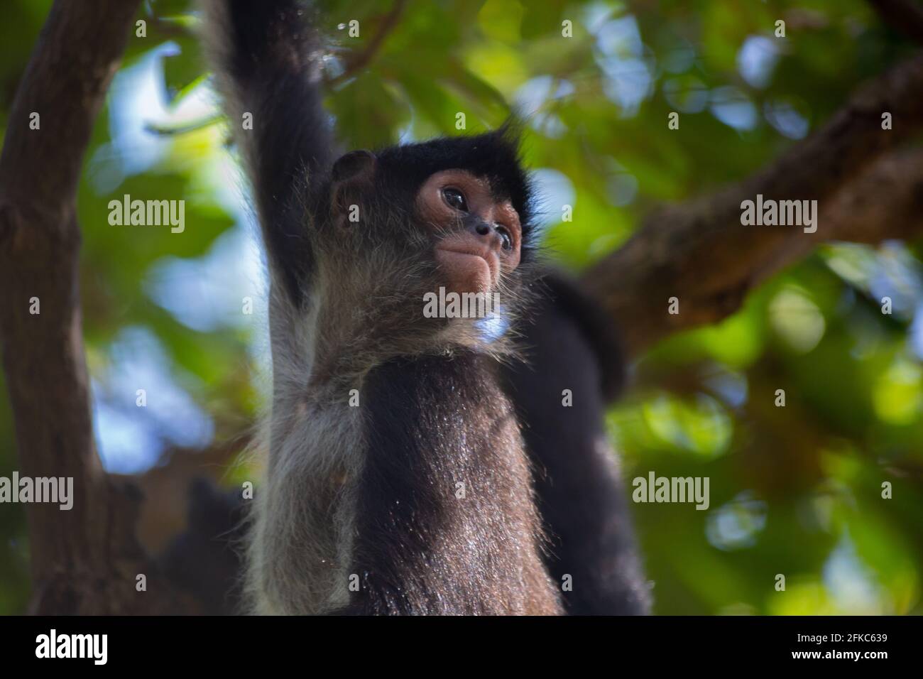 Baby spider monkey Stock Photo - Alamy