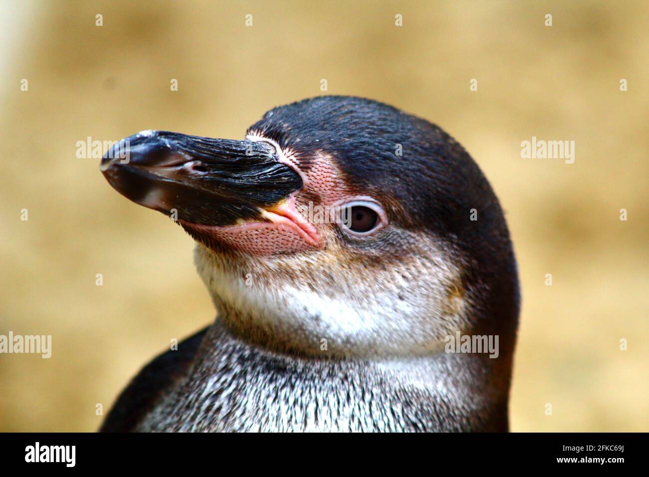 King penguin swim hi-res stock photography and images - Alamy