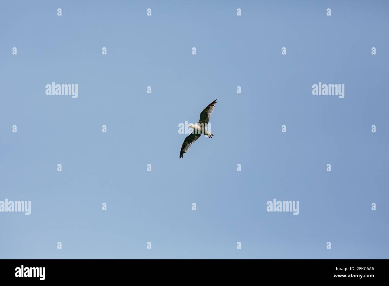 A flying bird in blue clear sky Stock Photo - Alamy