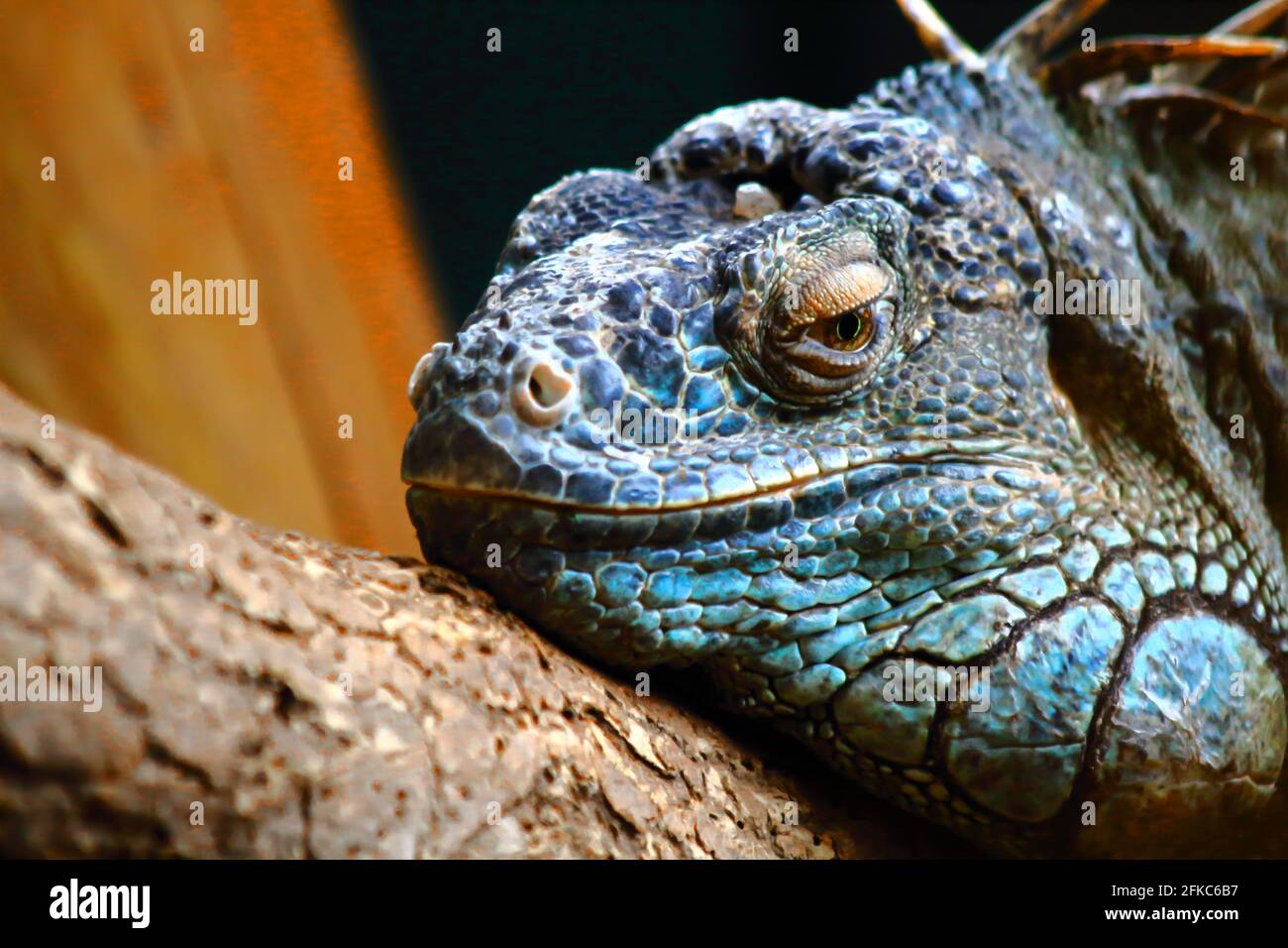 The iguana snake hi-res stock photography and images - Alamy