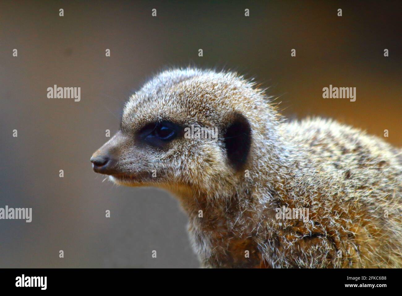 Meerkat Ad