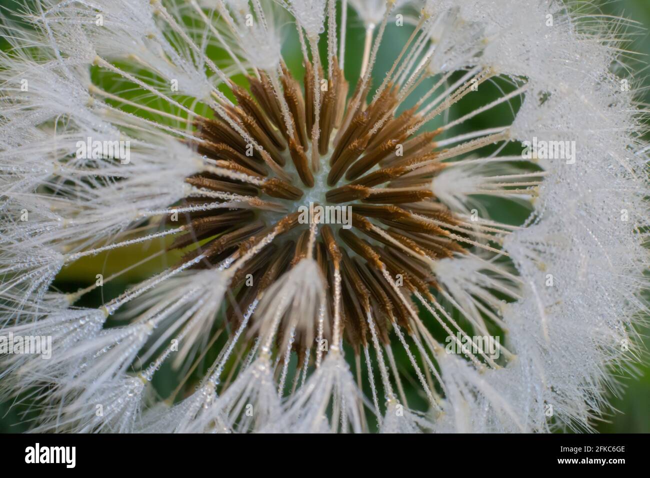 Inside flower hi-res stock photography and images - Alamy