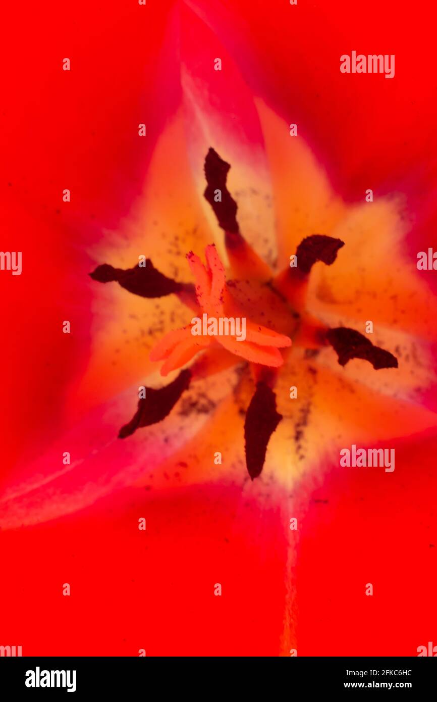 Plants flower anatomy hi-res stock photography and images - Alamy