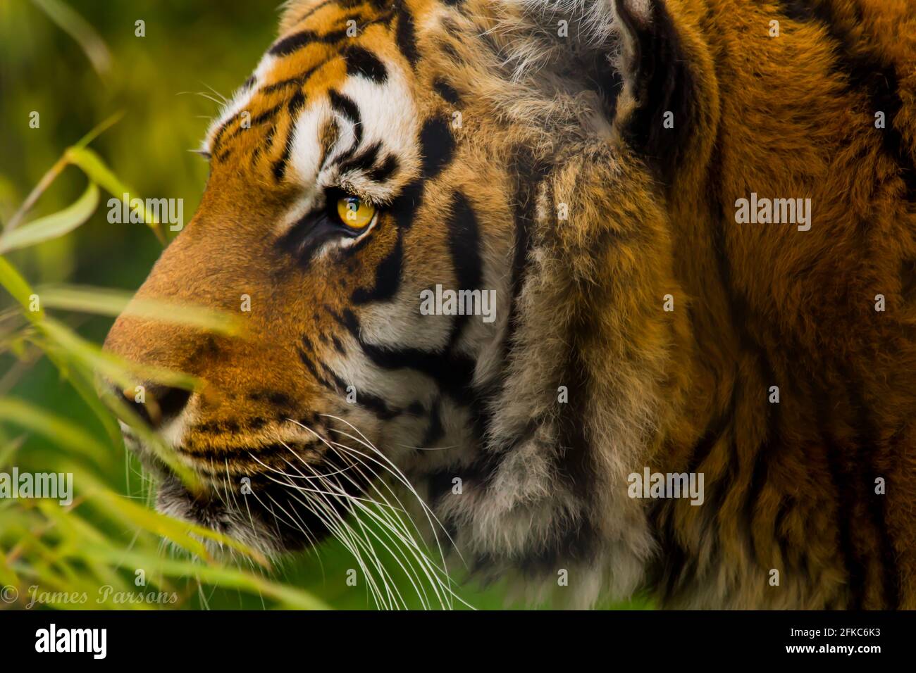 Strike the tiger hi-res stock photography and images - Alamy