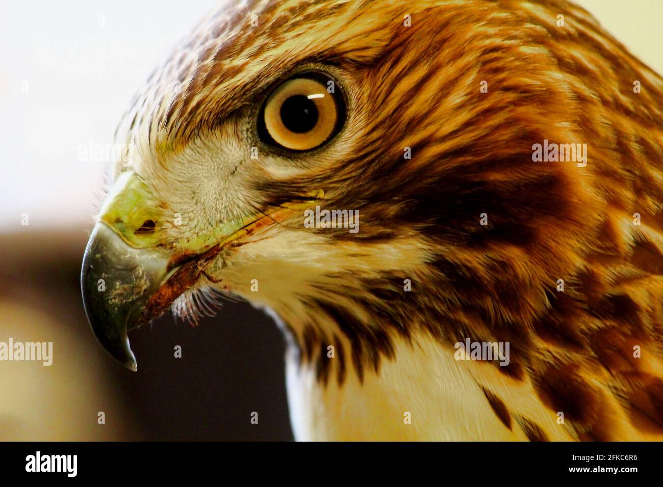 Red Tailed Hawk Stock Photo - Alamy