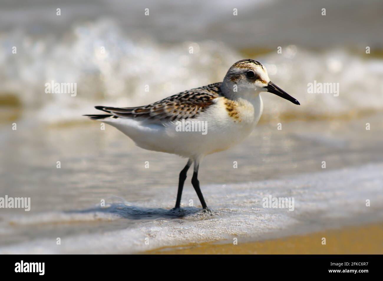 Animal phorography hi-res stock photography and images - Alamy