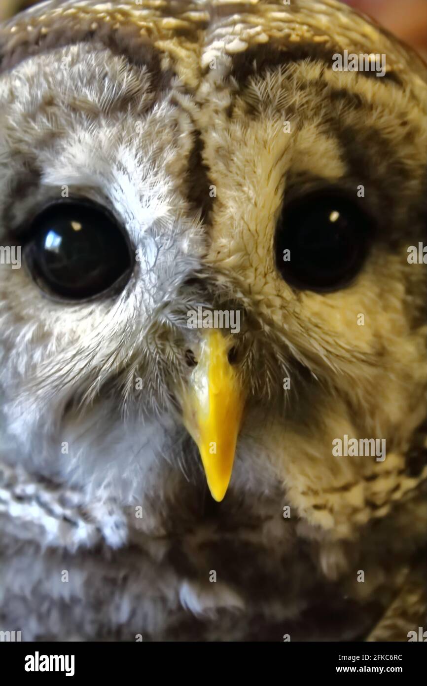 Owl climate change hi-res stock photography and images - Alamy