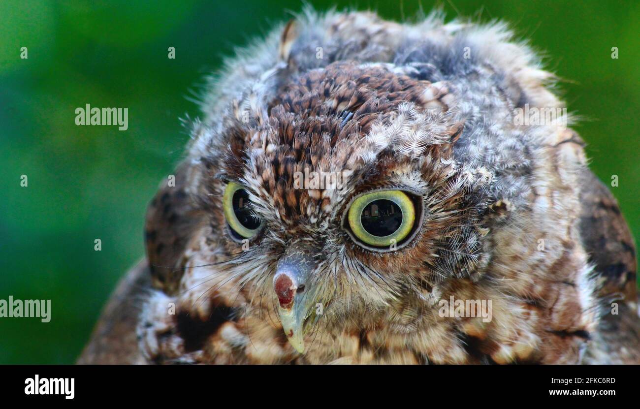 Owl climate change hi-res stock photography and images - Alamy