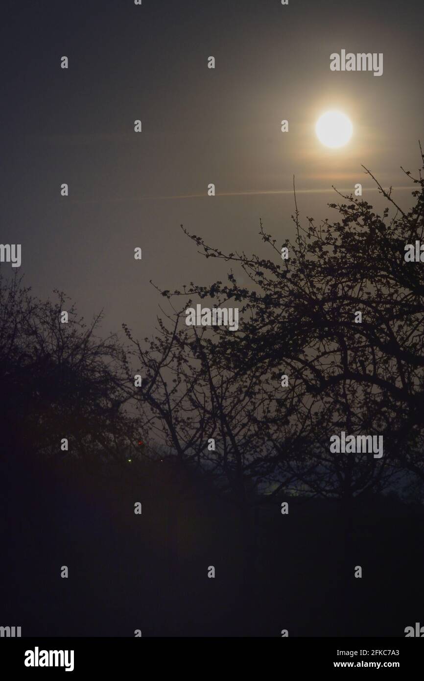 Supermoon With Dark Trees As a Foreground Stock Photo - Alamy