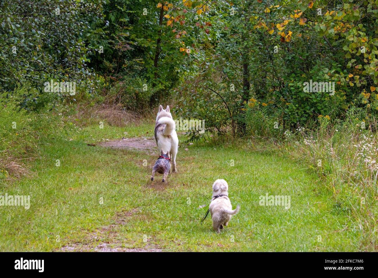 The dog is running on a rough road in farm Stock Photo - Alamy