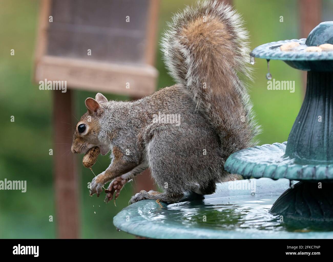 Squirrel up on the fountain finds peanuts Stock Photo - Alamy