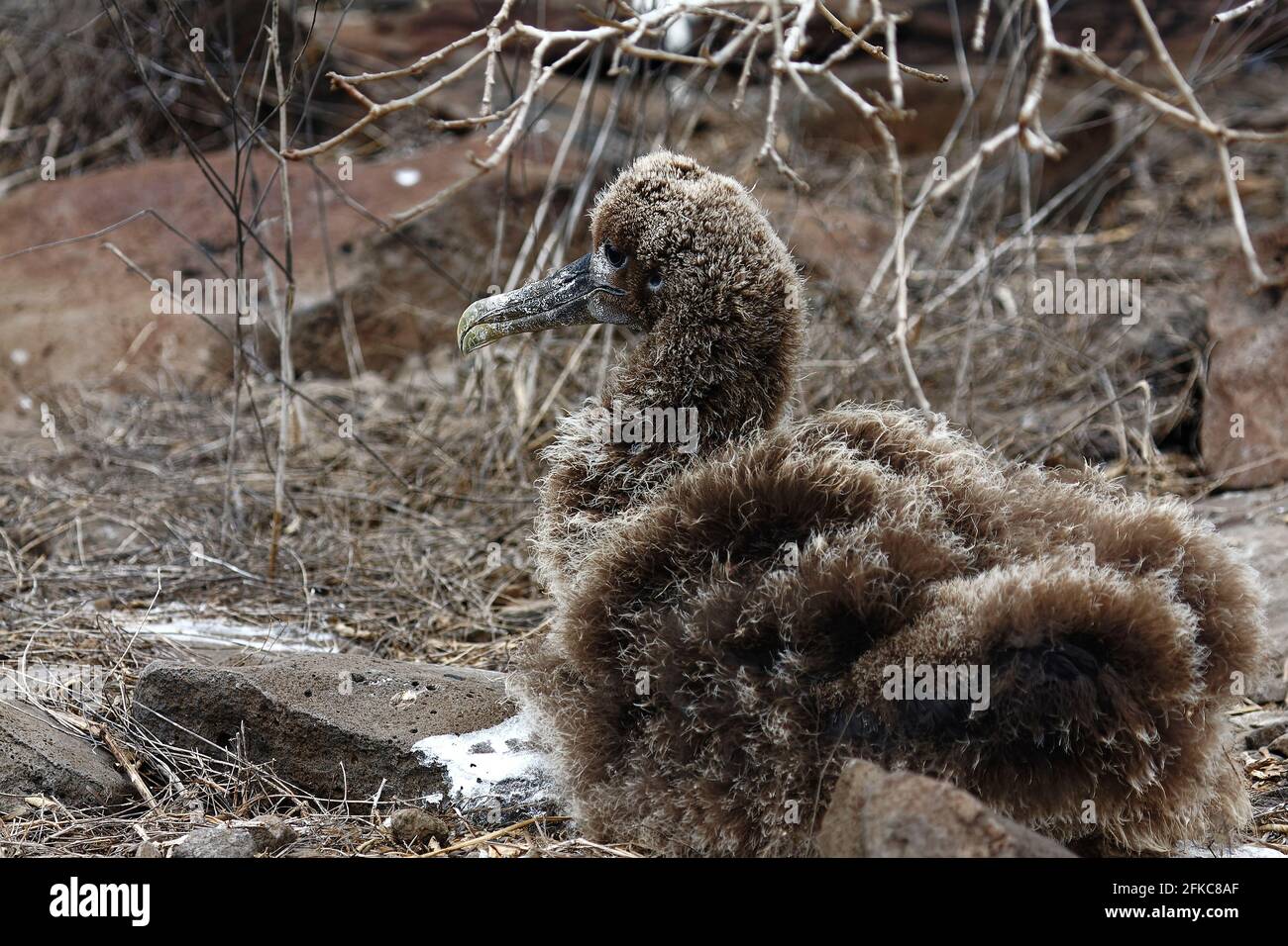 Waved albatross, young; rear side view, portrait, Diomedea irrorata ...