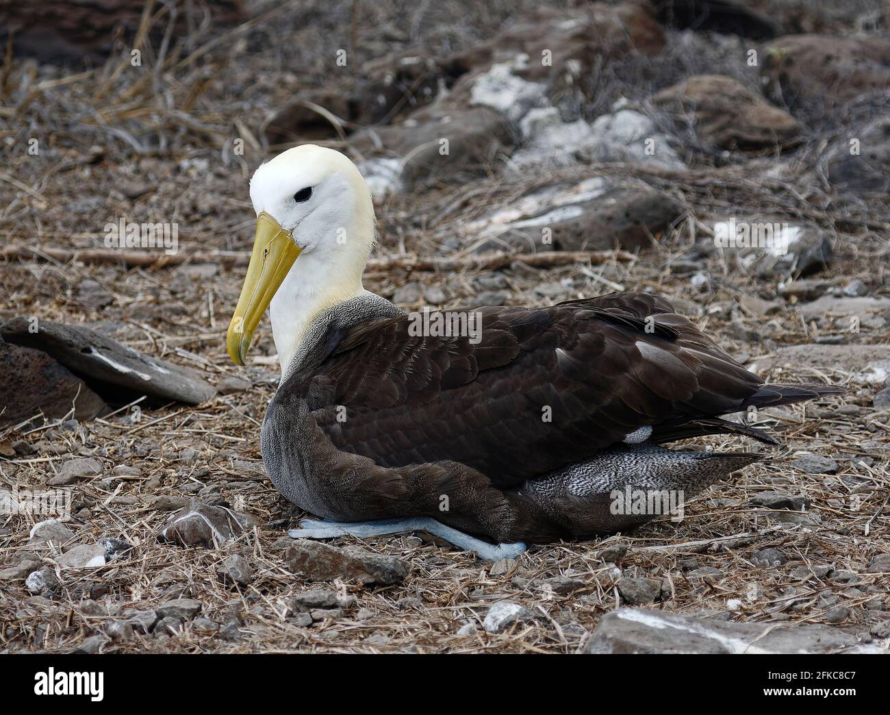 Waved albatross, side view, portrait, long yellow beak, Diomedea ...