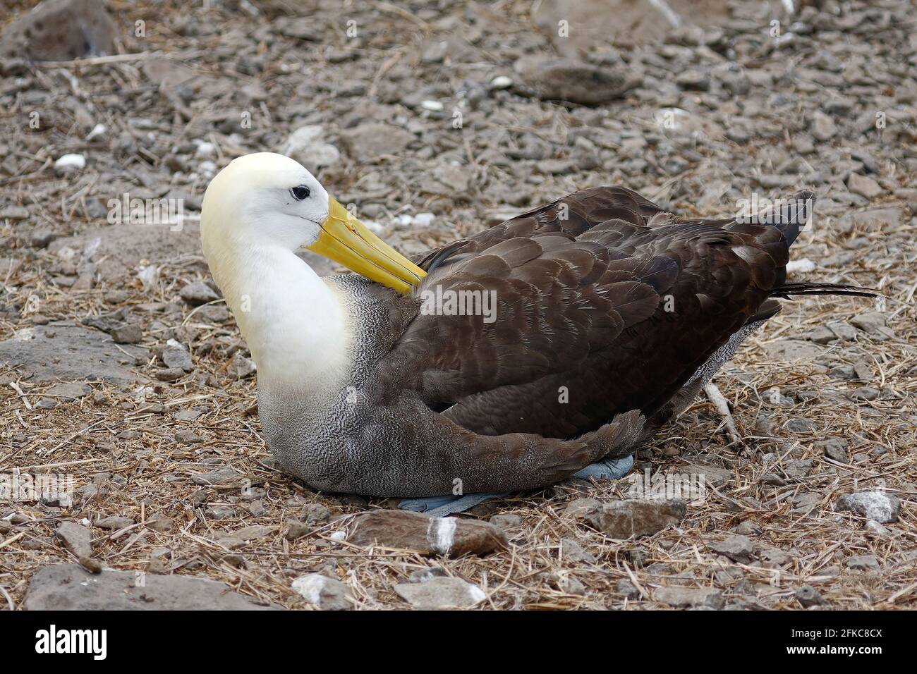 Waved albatross, preening, side view, portrait, long yellow beak ...