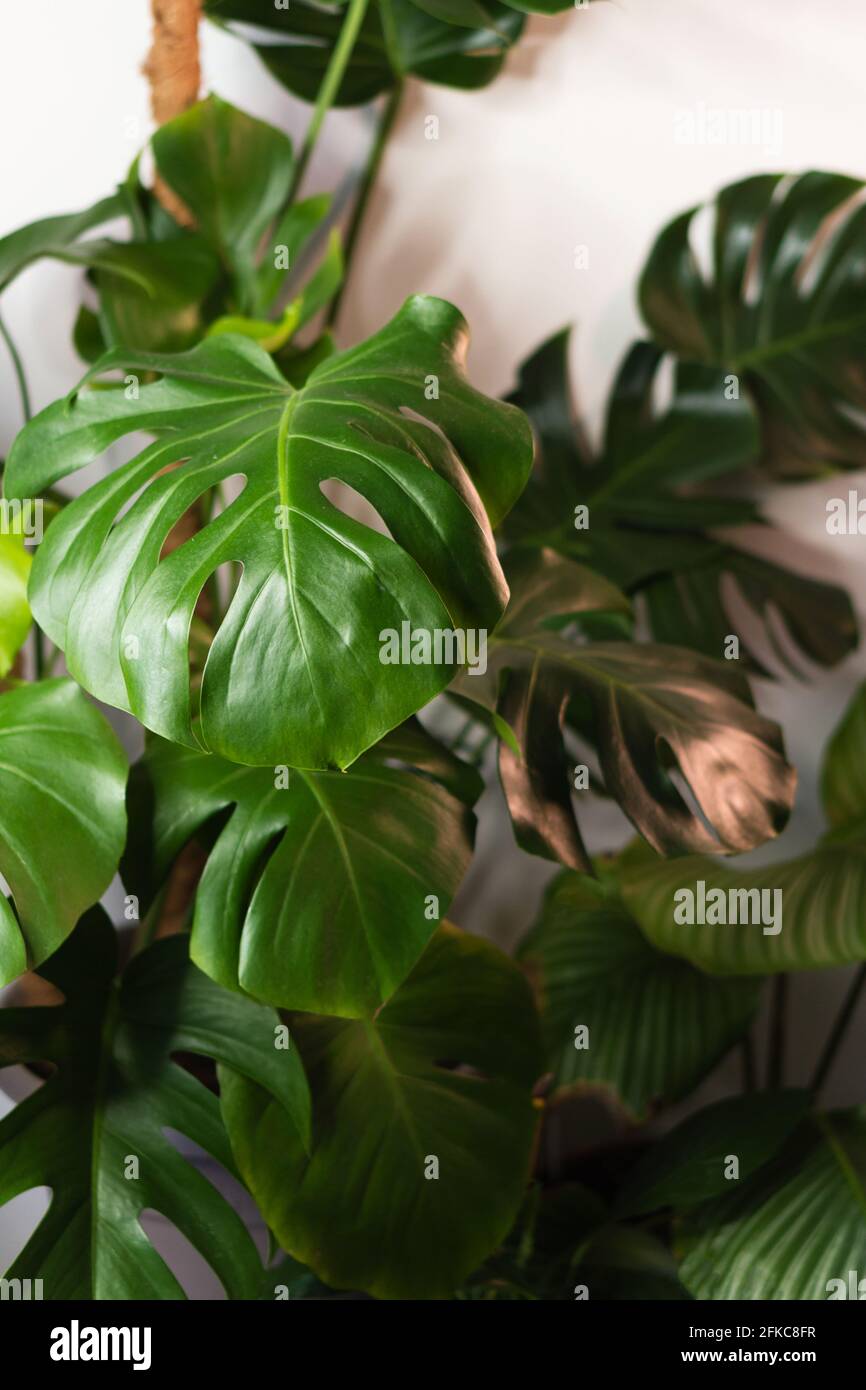 Decorations Real Monstera Leaves Composition Tropical Botanical Concept ...