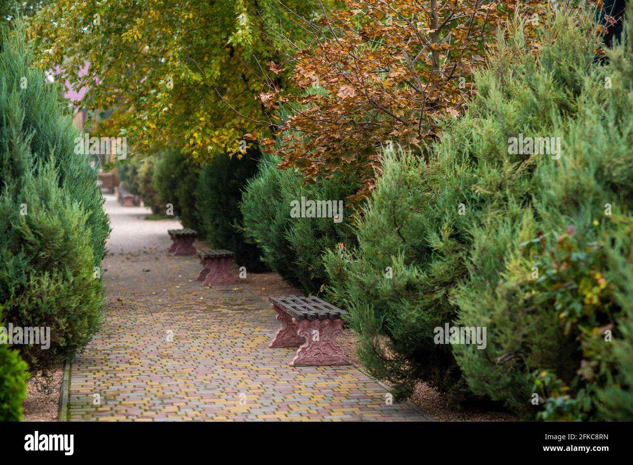 Path paved with natural stone. TUI trees are planted along the r Stock ...