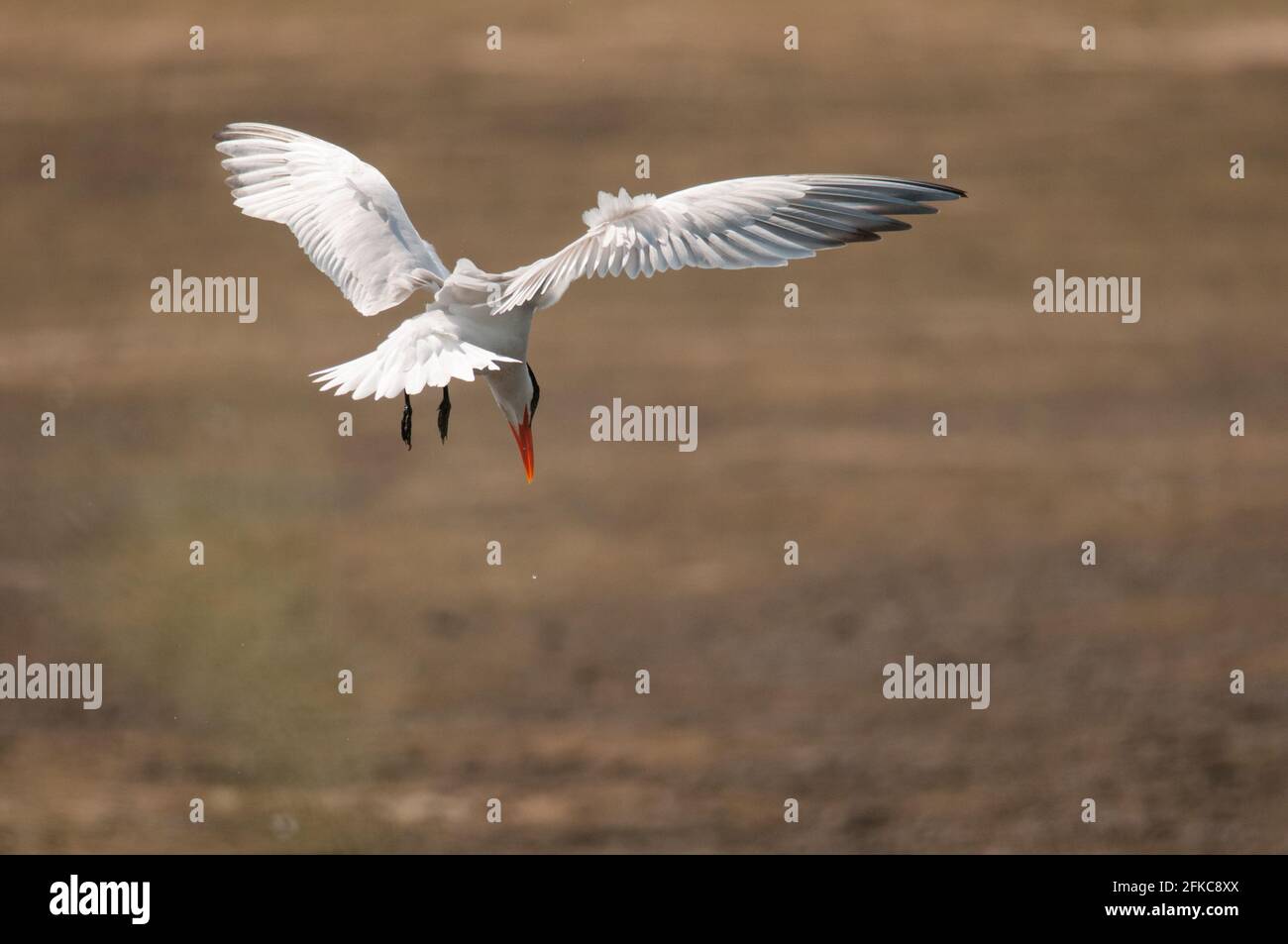 Common Tern flying over wildlife refuge Stock Photo - Alamy