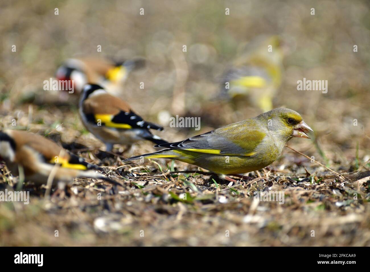 Flock of bird greenfinch eating seeds from the ground in spring Stock ...