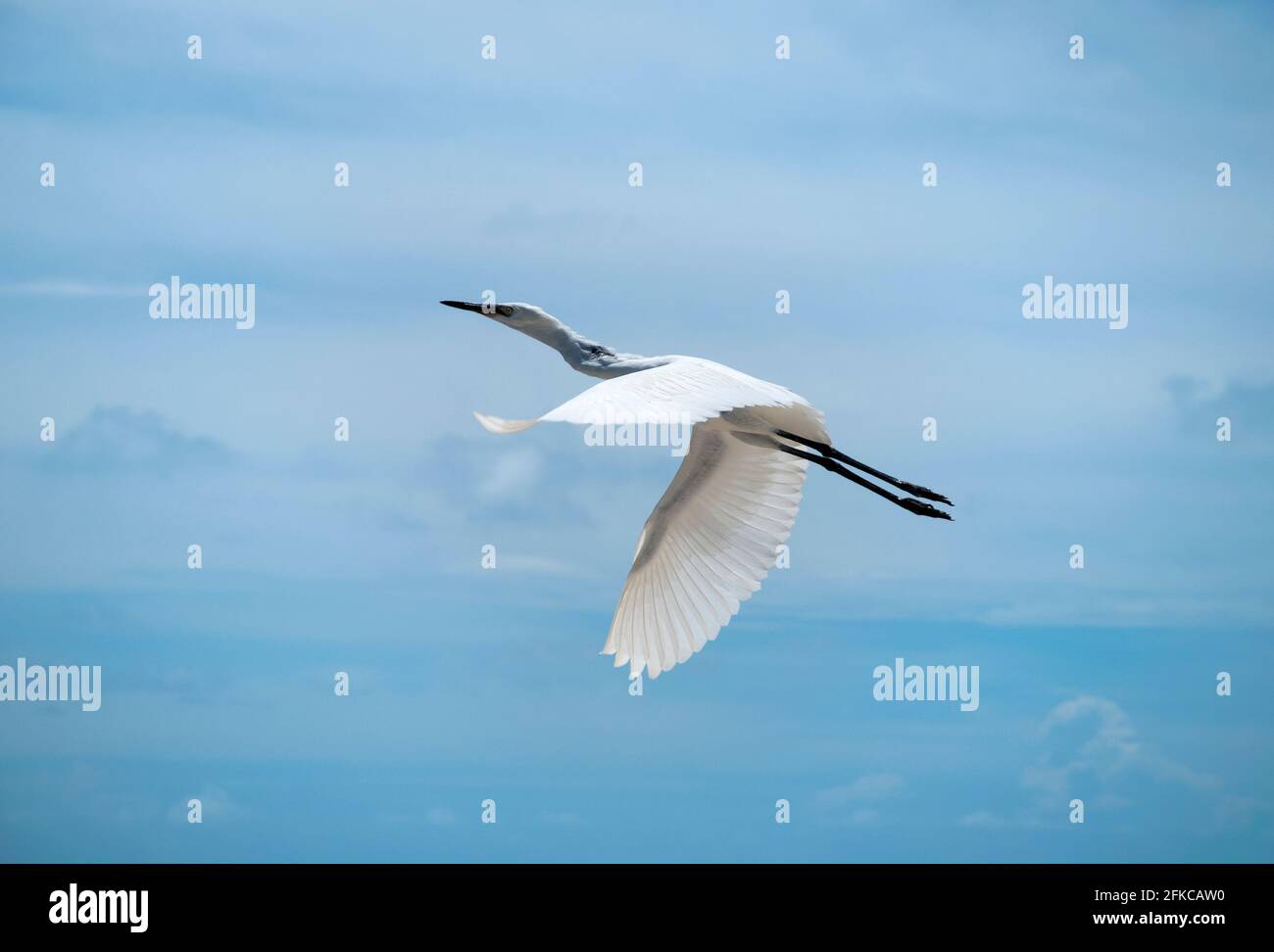The white crane family bird flying up over Grand Turk island (Turks and ...