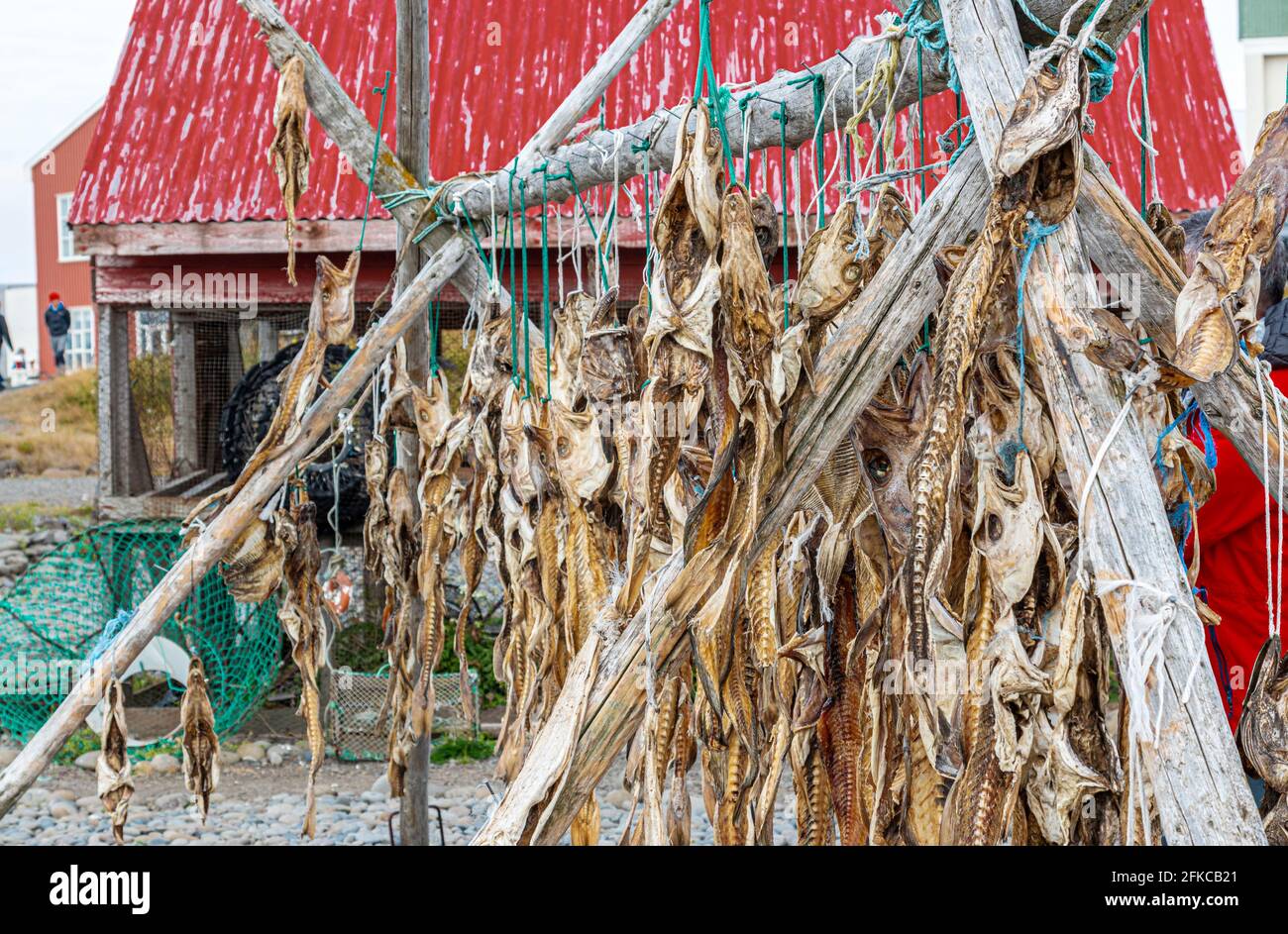 Fish drying on frame hi-res stock photography and images - Alamy