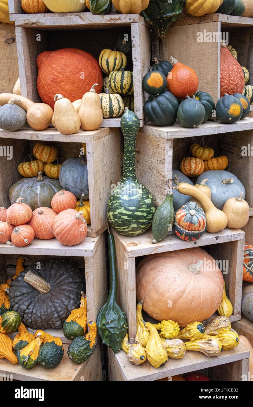 A colourful autumn display of gourds, squashes & pumpkins Stock Photo ...