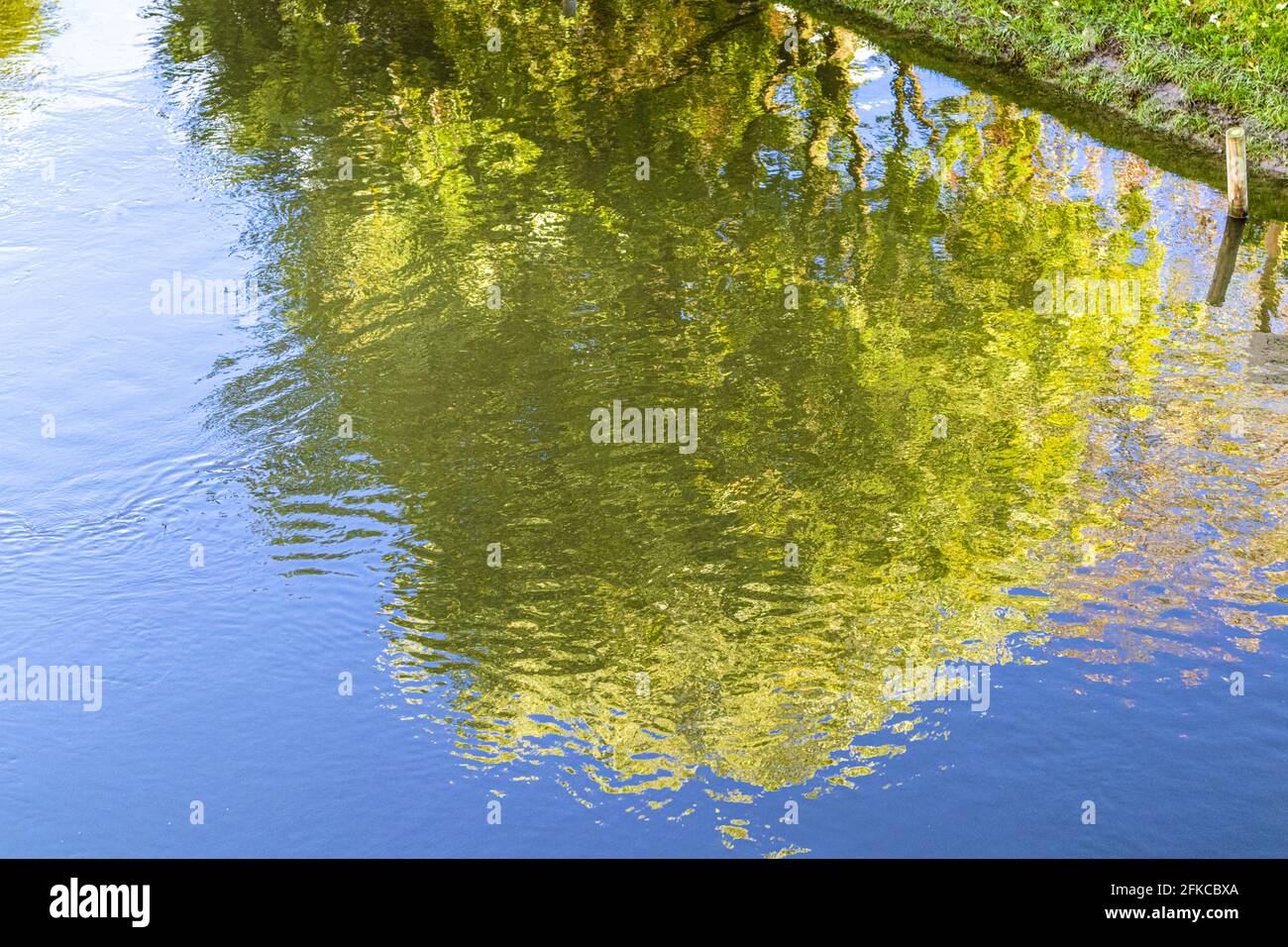 The reflection of sunlit trees in the River Thames at Tadpole Bridge ...