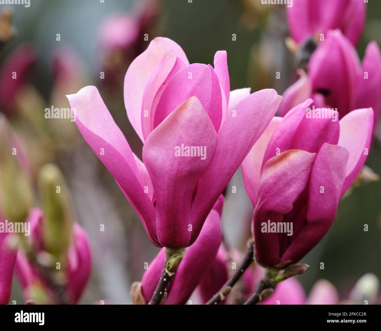 Close up of the pink flower of an Ann Magnolia in bloom in spring time ...