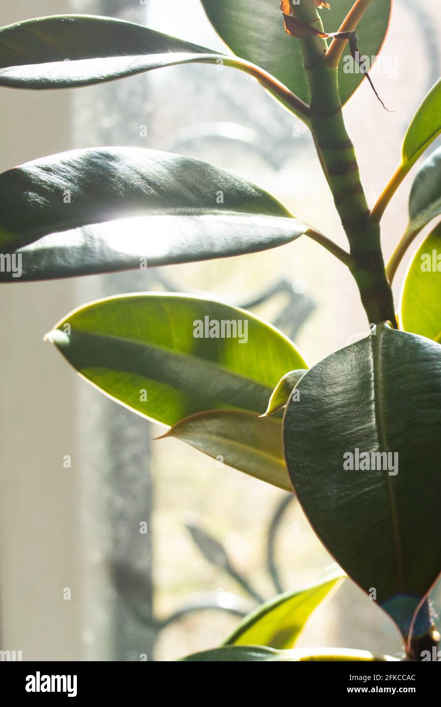 Green leaves of home plant on window background close up Stock Photo ...
