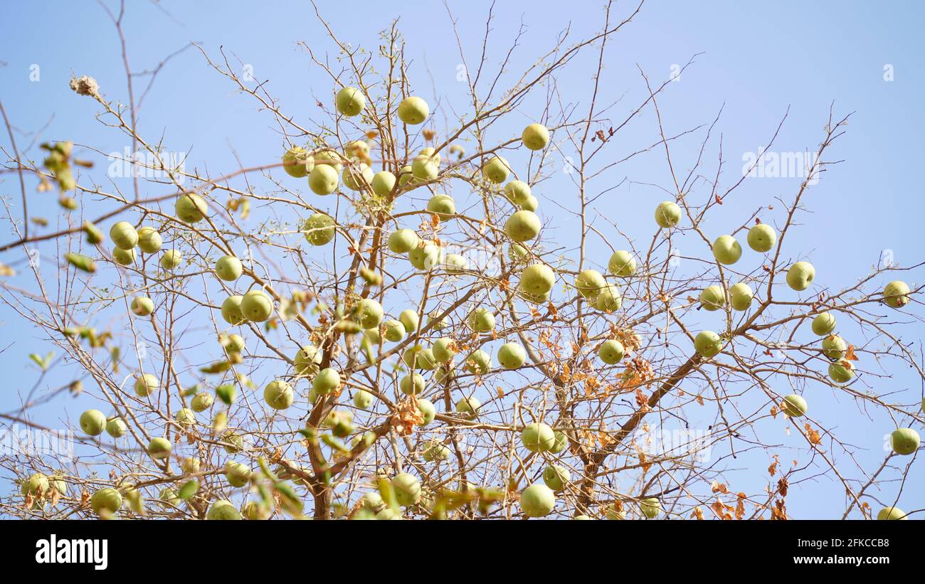 Bilva fruit hi-res stock photography and images - Alamy