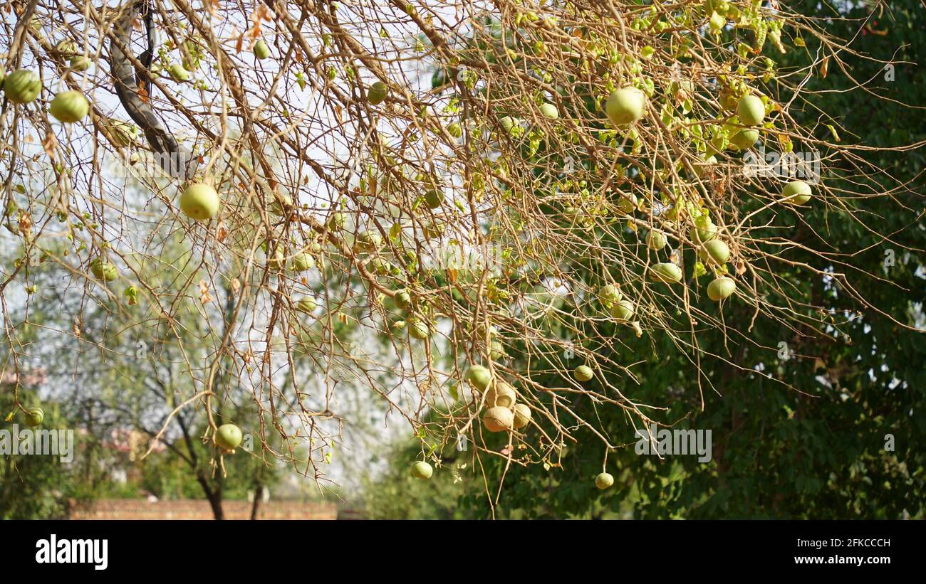 Medicinal fruits of Bilva or Buah Maja richest source of fiber, Vitamin ...