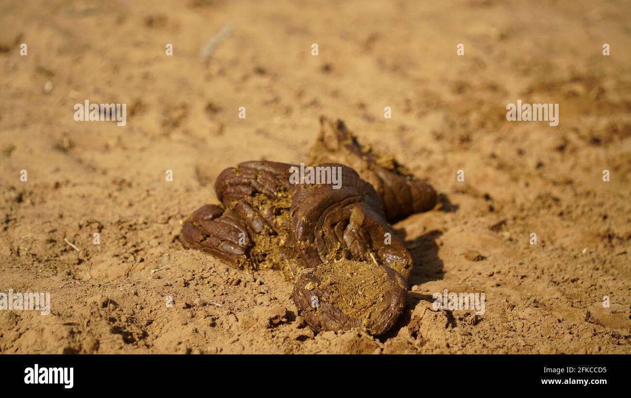Wet fresh Cow Dung or Cow manure closeup shot. Organic fresh Cow Dung ...