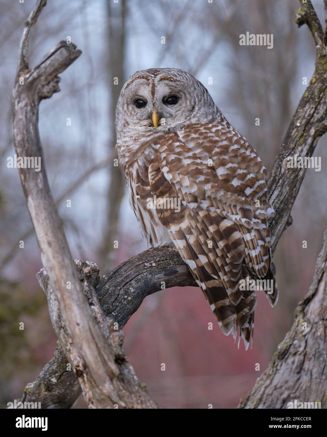 Barred Owl, Strix varia, with eyes open birched in branches framing it ...