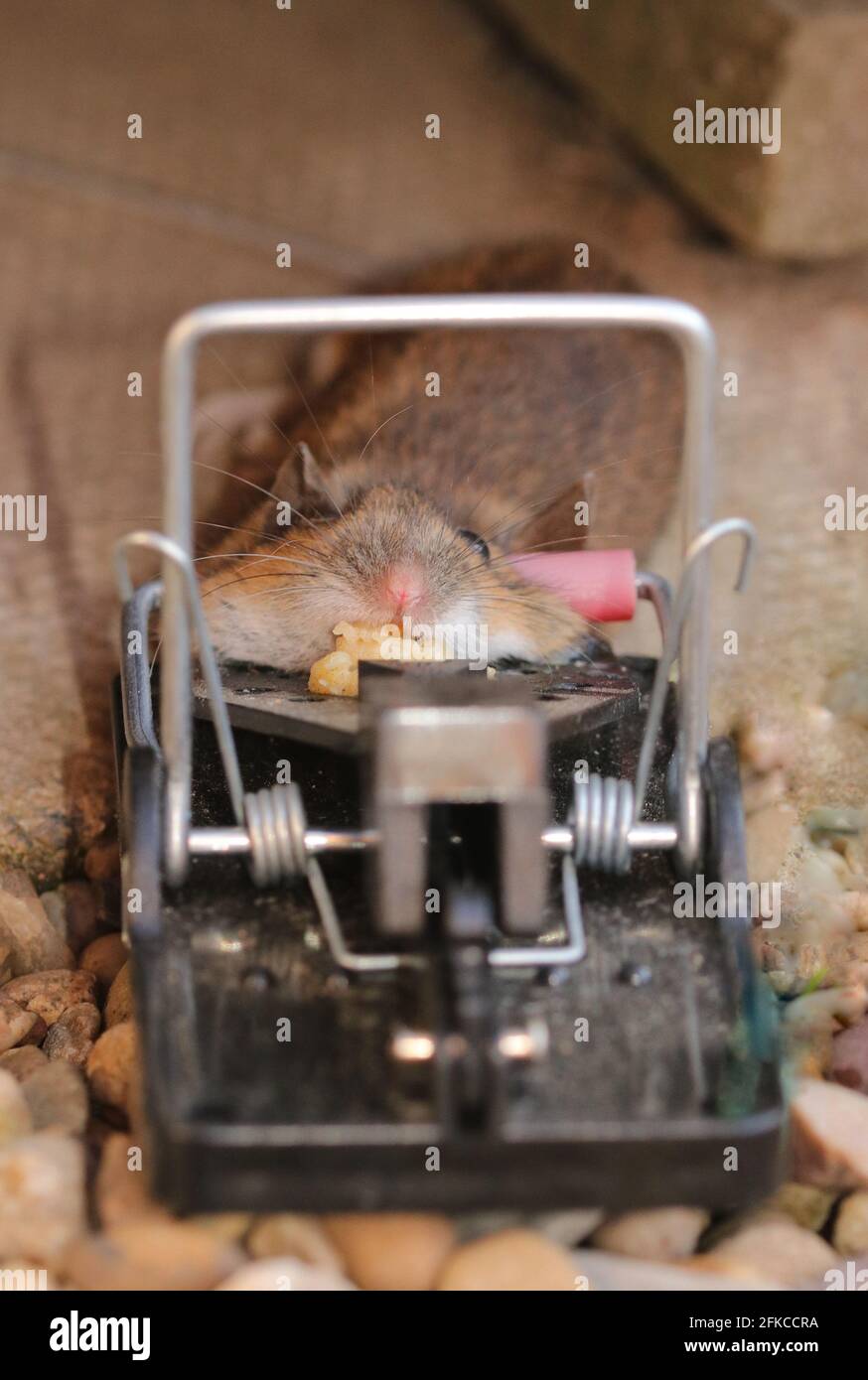 P trap hi-res stock photography and images - Alamy