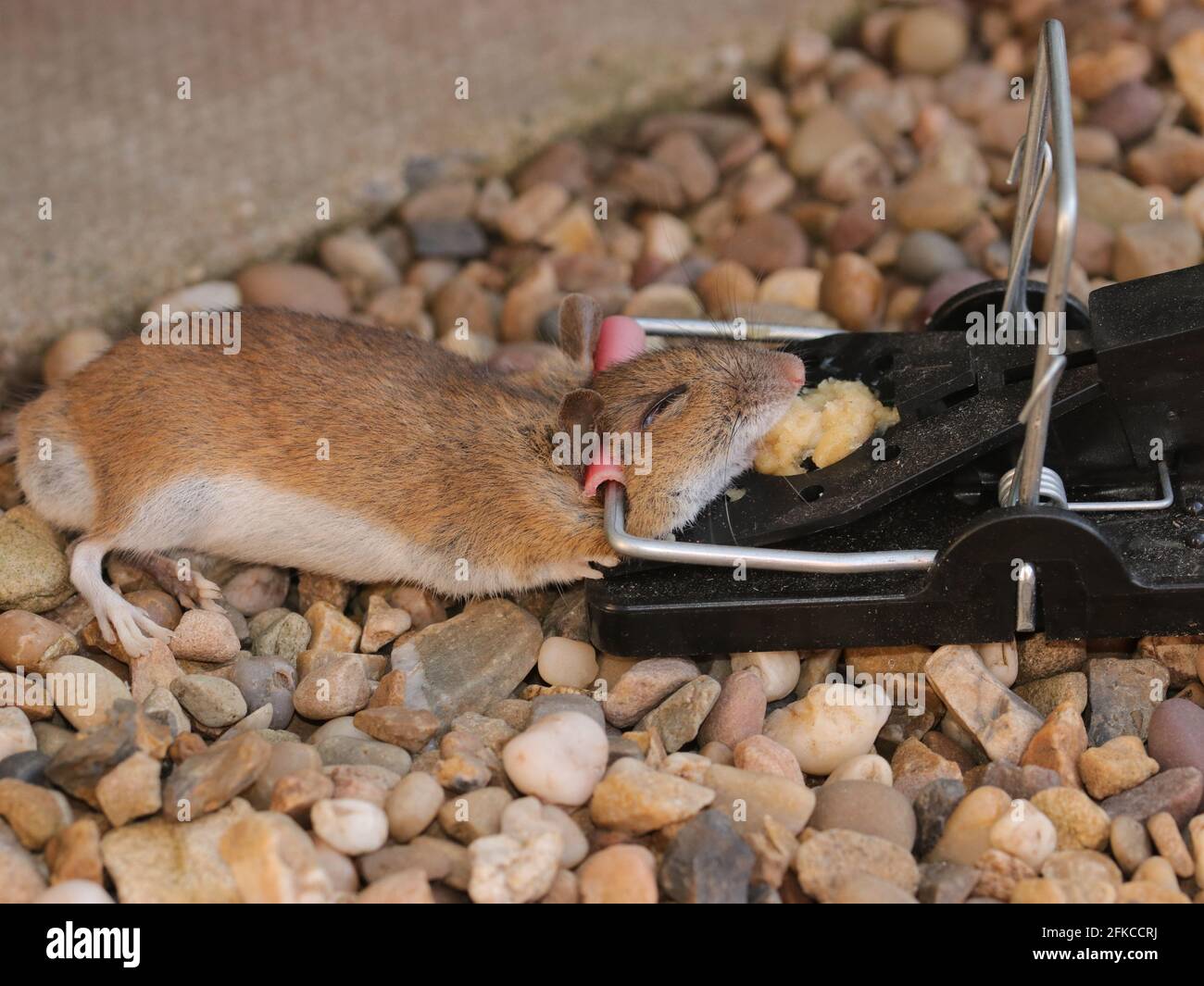 P trap hi-res stock photography and images - Alamy