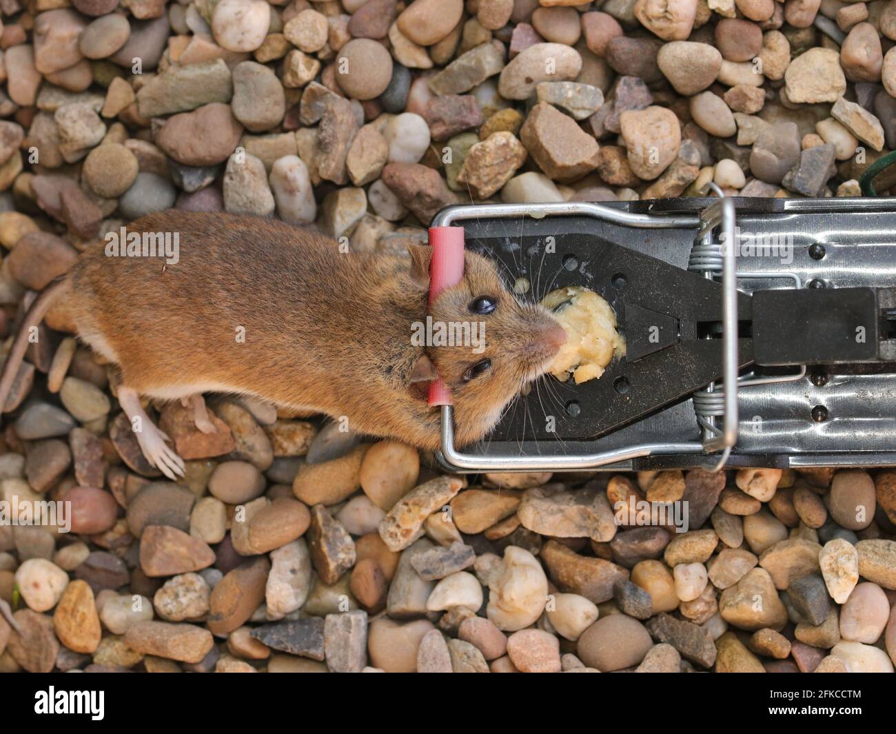 Mousetrap on gravel hi-res stock photography and images - Alamy